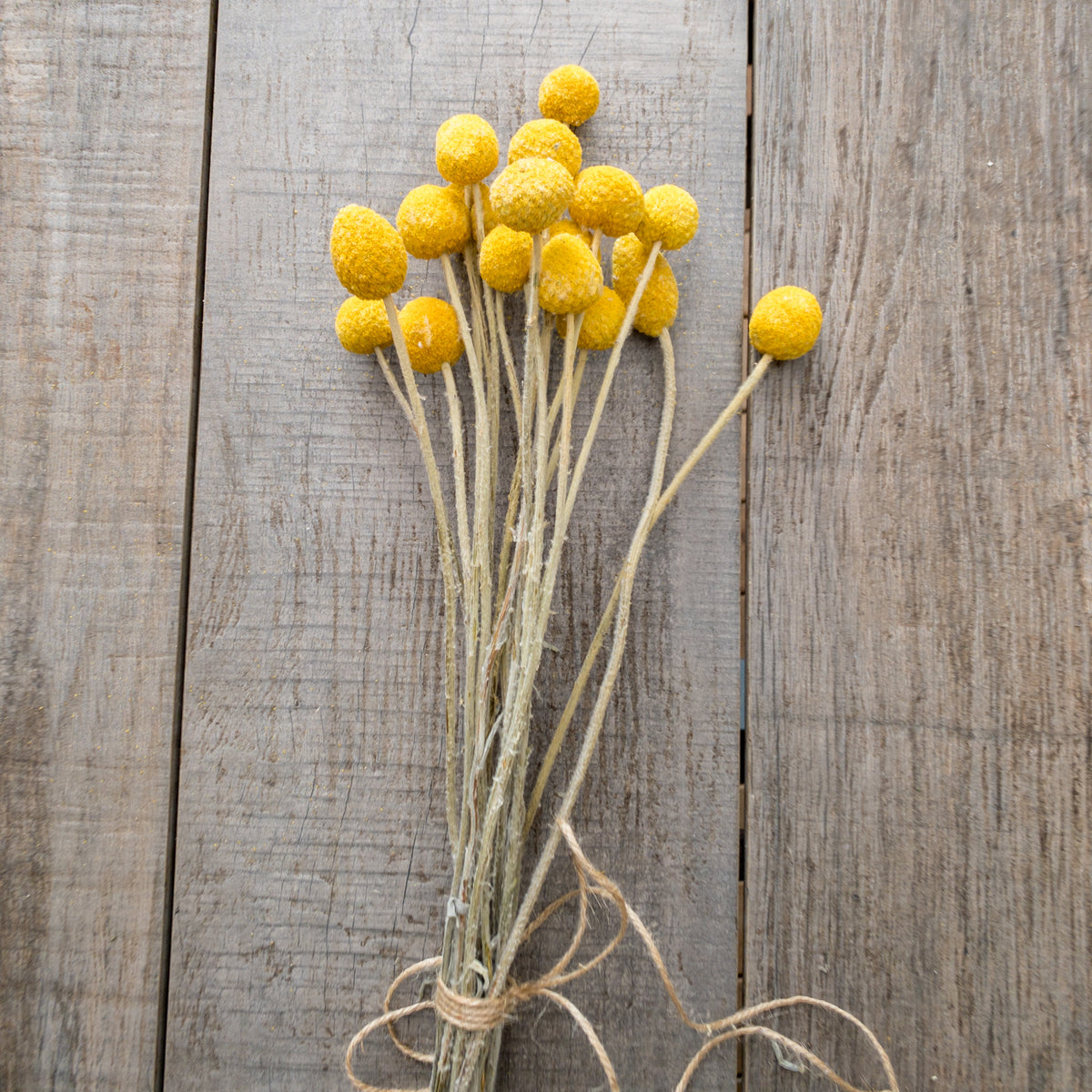 Billy Button (Bunch of 20) | Little Wild & Green