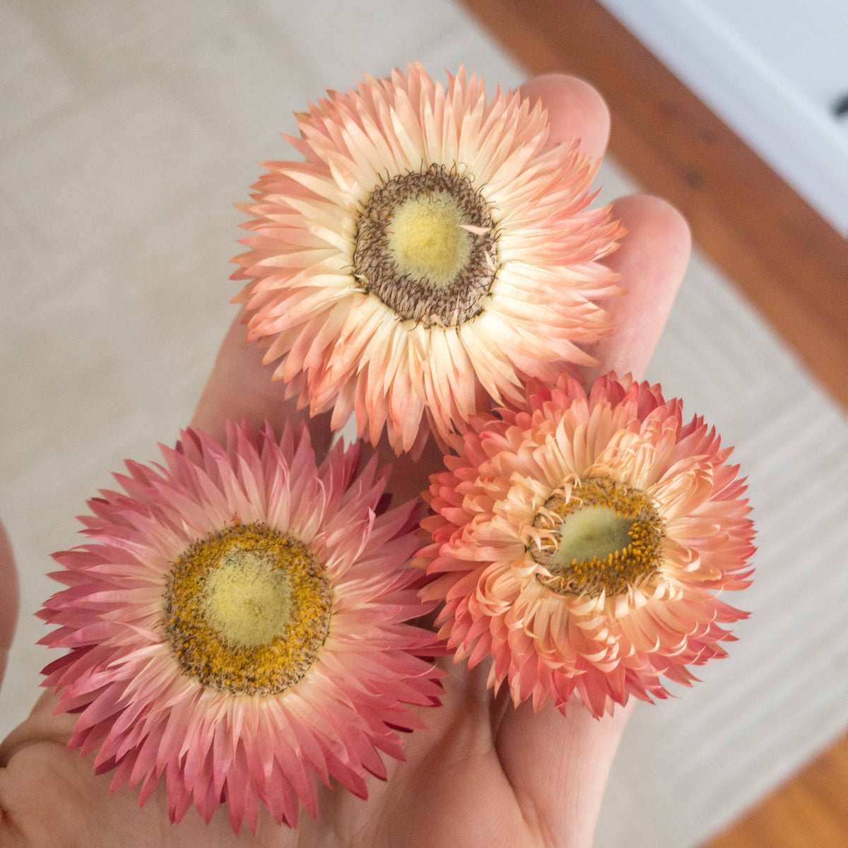 Dried Strawflowers (Pack of 12) | Little Wild & Green