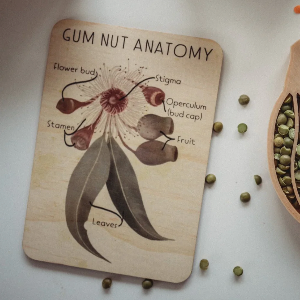 Gumnut Anatomy Timber Tile | Little Wild & Green